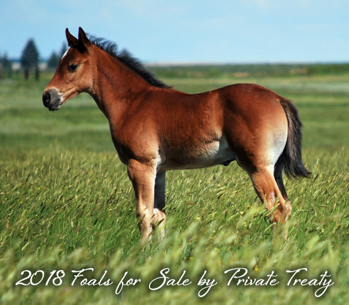 Cole Redhorse | Performance and Cow Horses | Shelby Montana