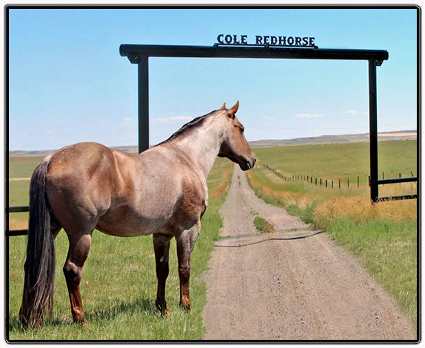 Cole Redhorse | Quarter Horses | Shelby Montana